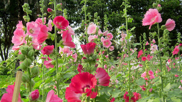 King Rama IX Park – Bangkok’s largest park - Your Thai Guide