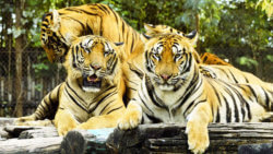 Safari World – Thailand’s greatest open zoo | Your Thai Guide