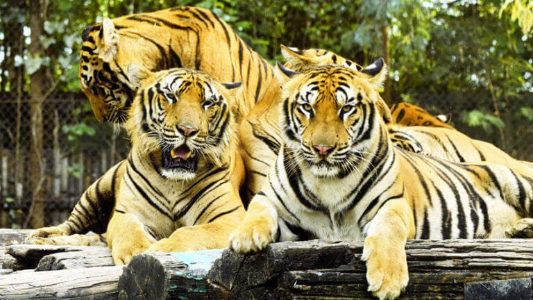 Safari World – Thailand’s greatest open zoo - Your Thai Guide